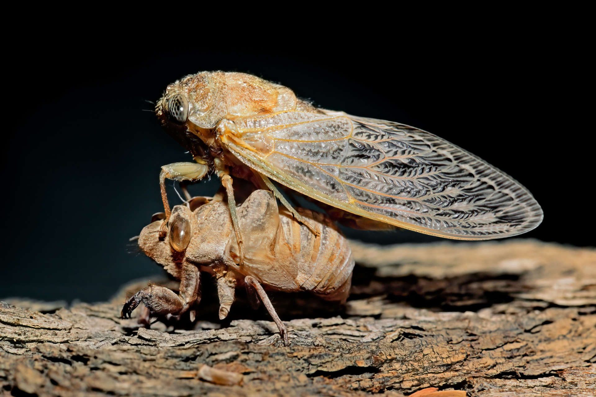 The 30 loudest animals in the world