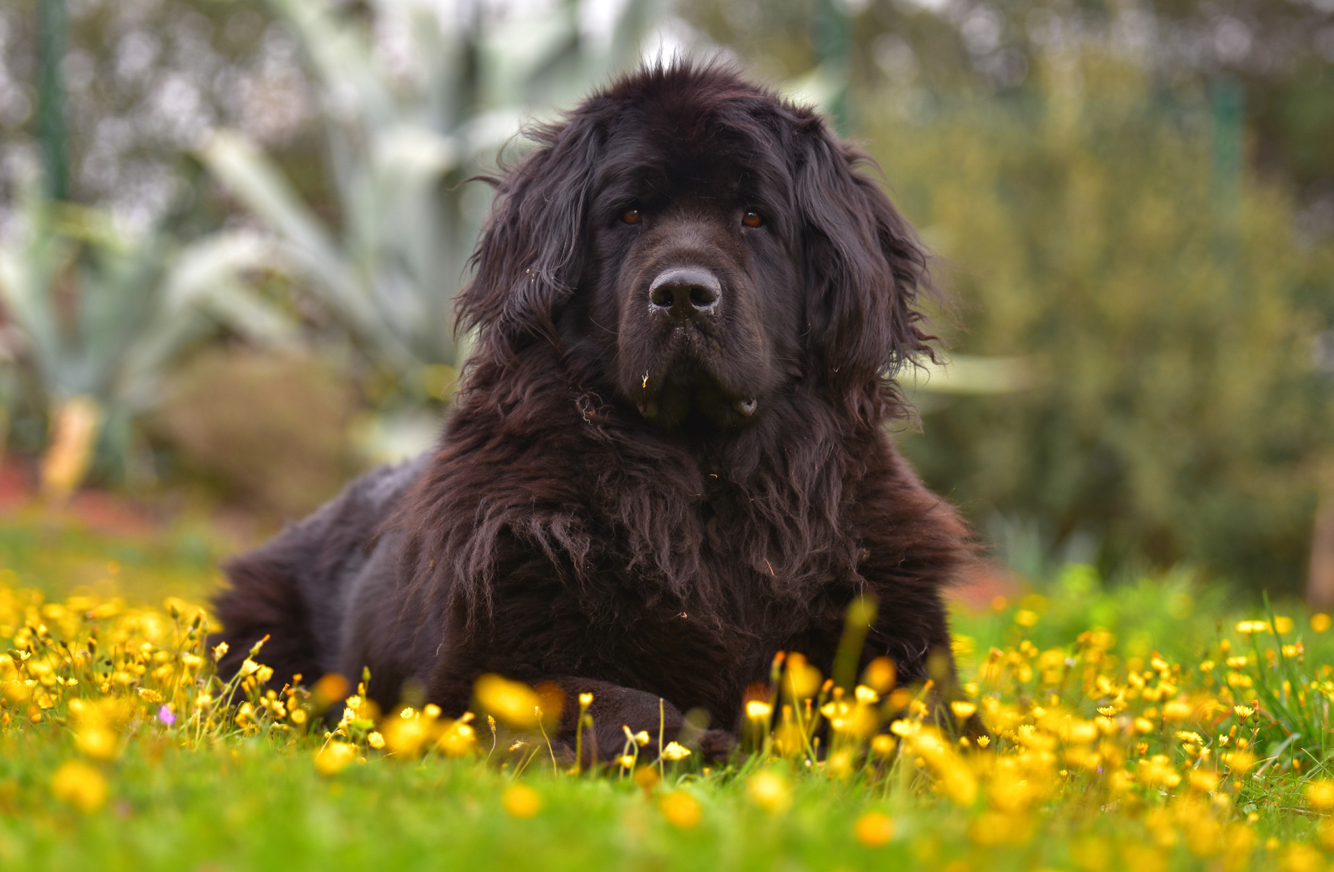 The fluffiest dog breeds that were made to snuggle