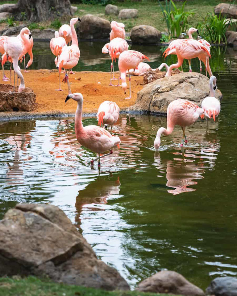 From The Bronx to San Diego: 15 Best Zoos in the US