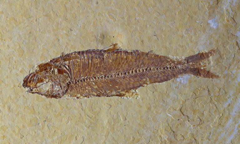 436-million-year-old fish fossil rewrites the story of how vertebrates ...