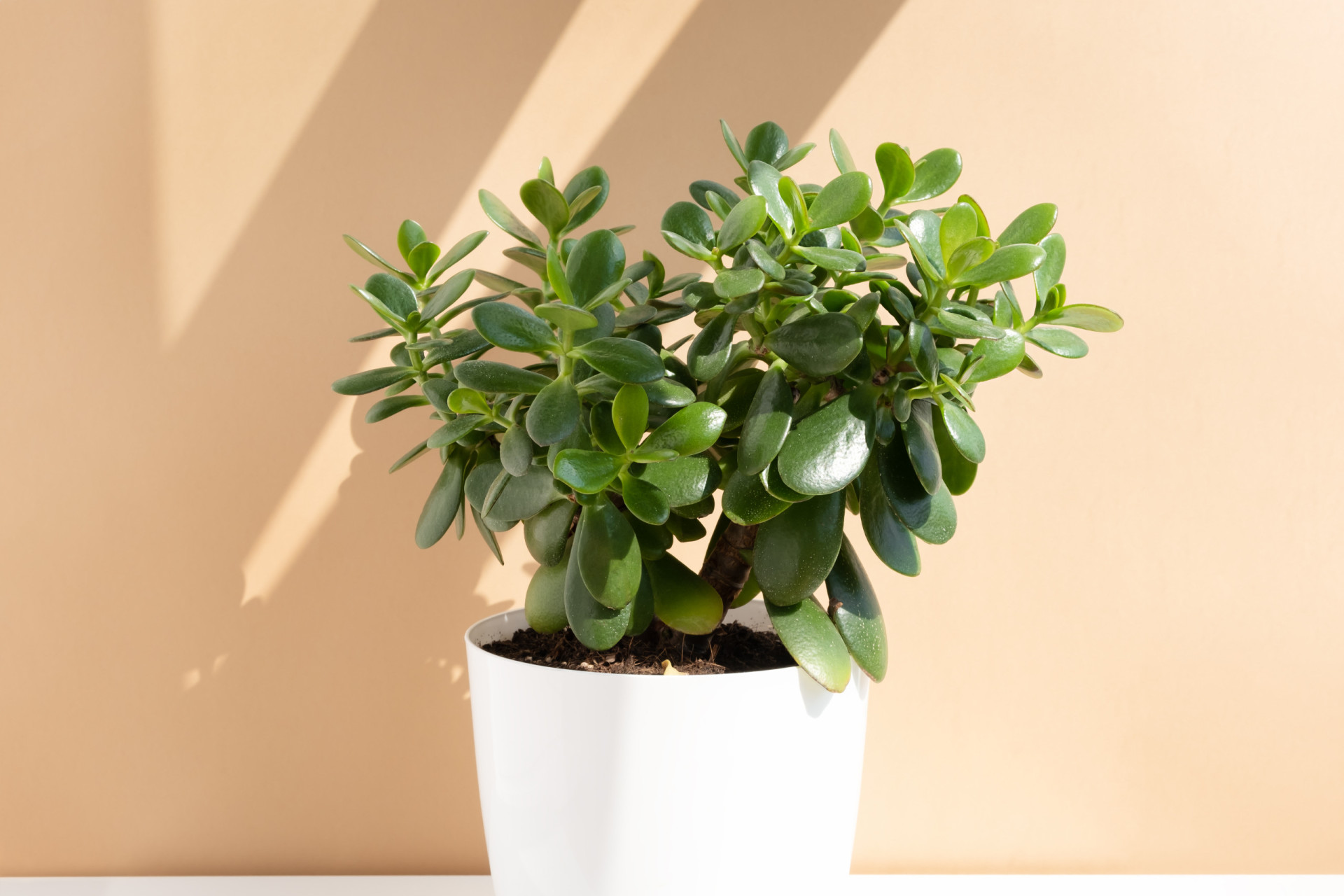 30 good luck plants to bring fortune into your home