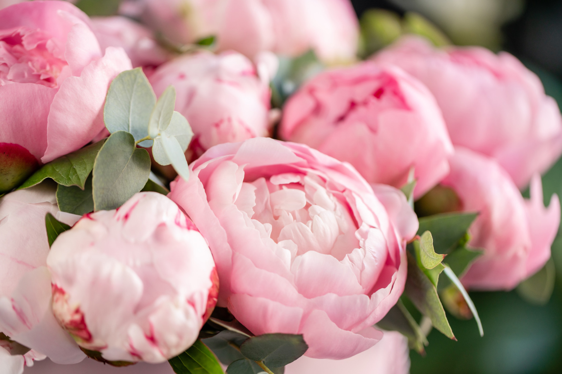 30 good luck plants to bring fortune into your home