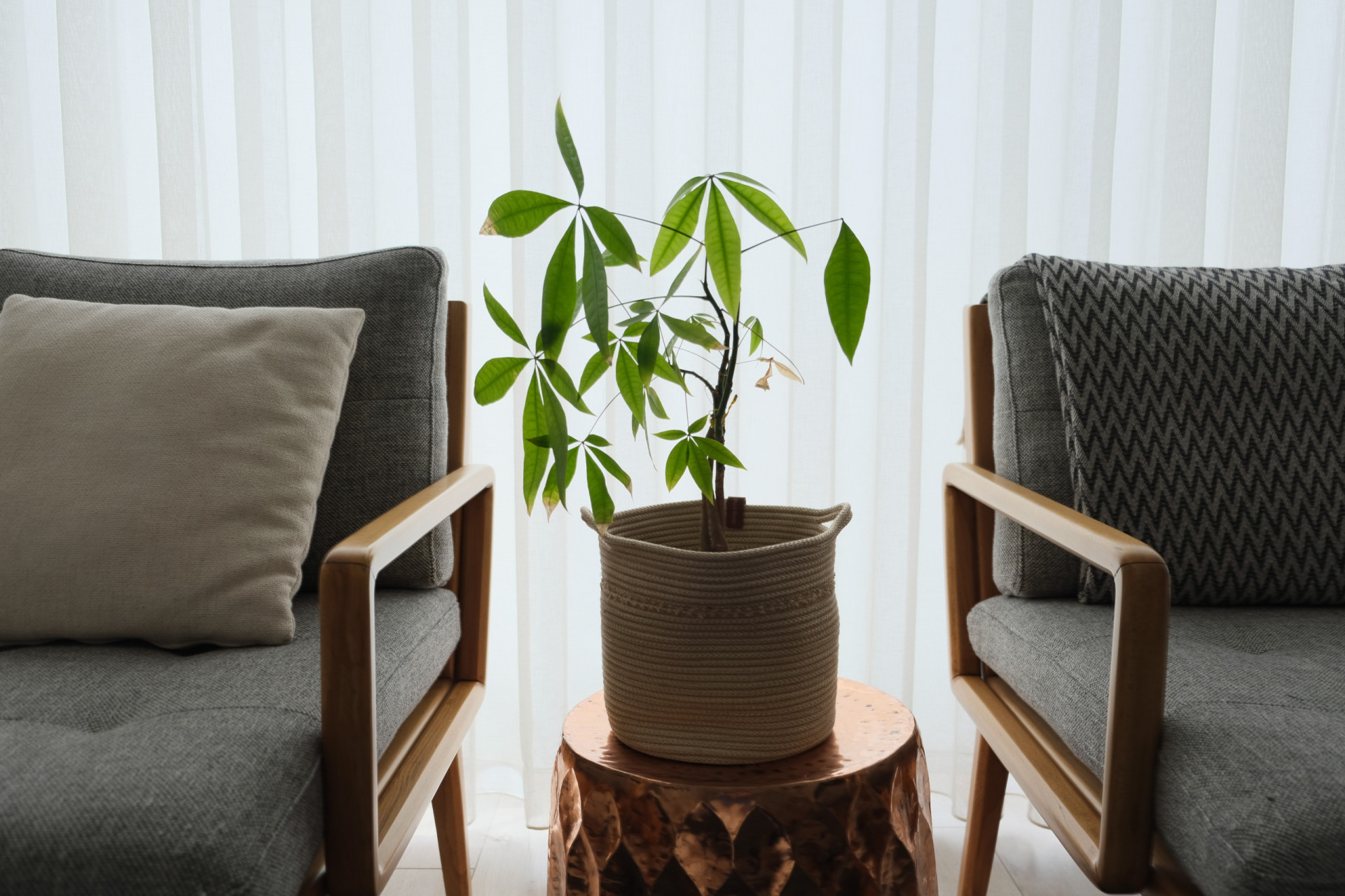 30 good luck plants to bring fortune into your home