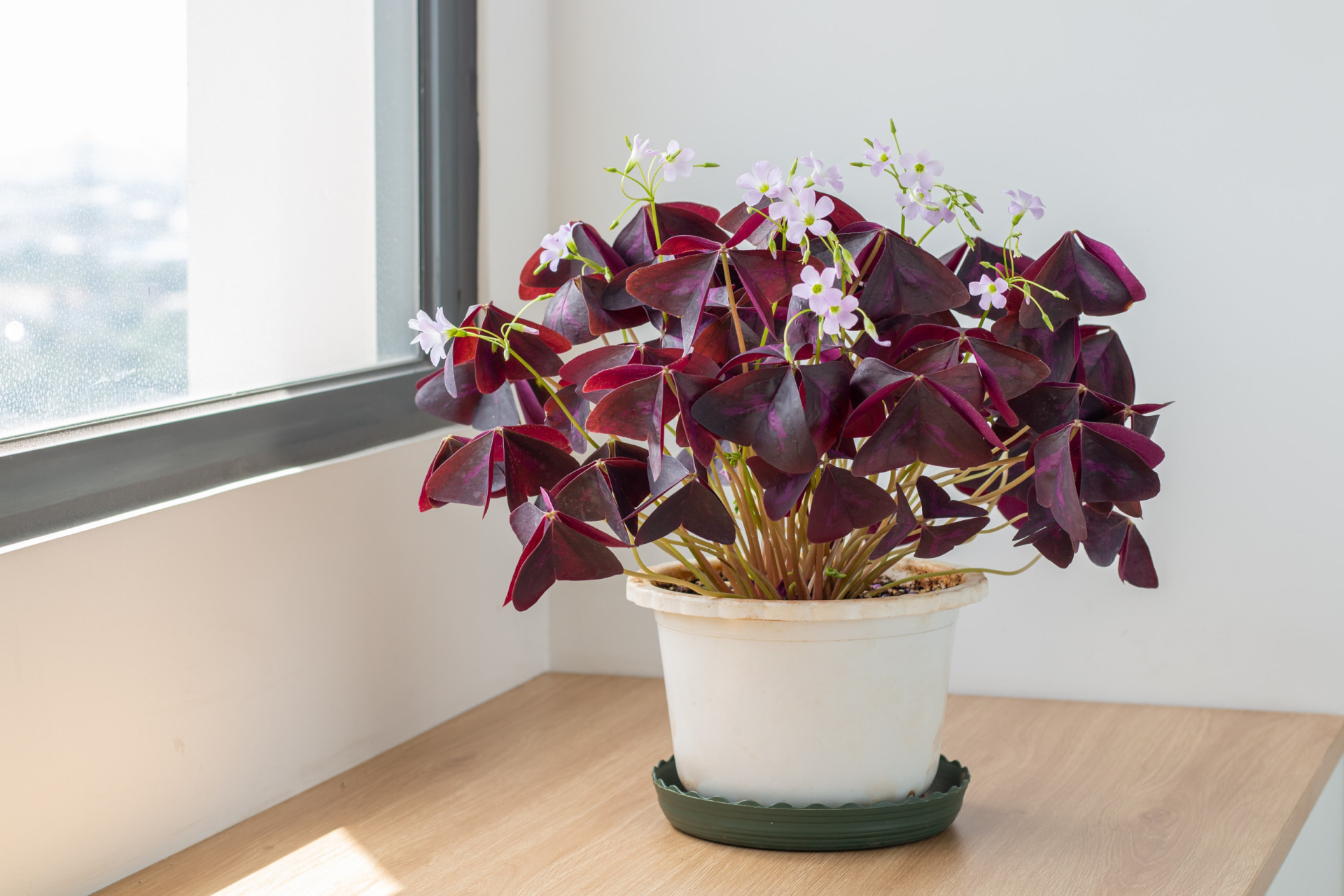 30 good luck plants to bring fortune into your home
