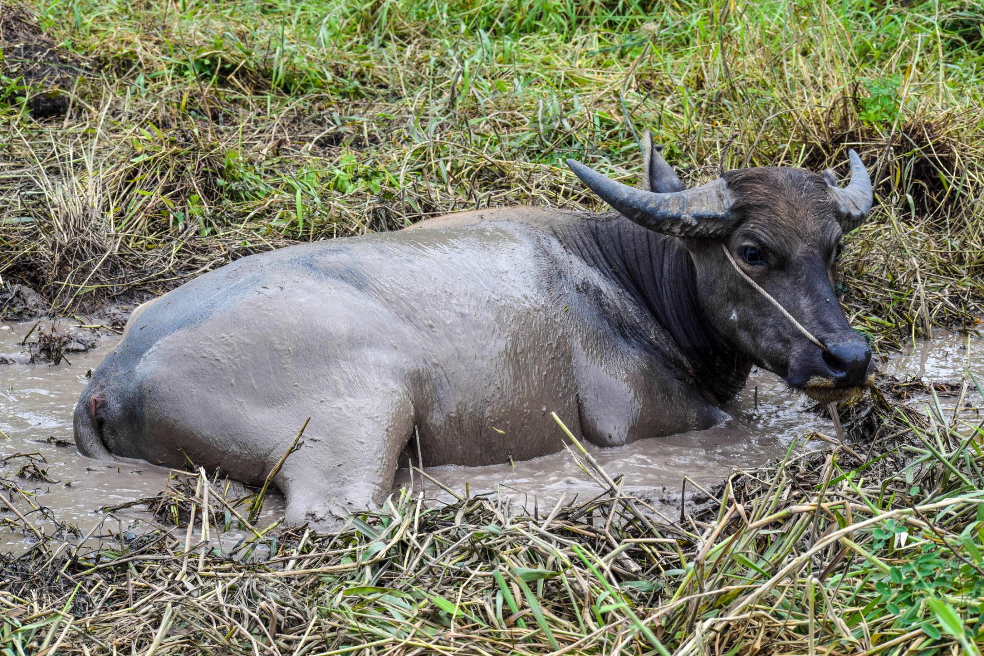 Water buffalo are saving other animals from extinction