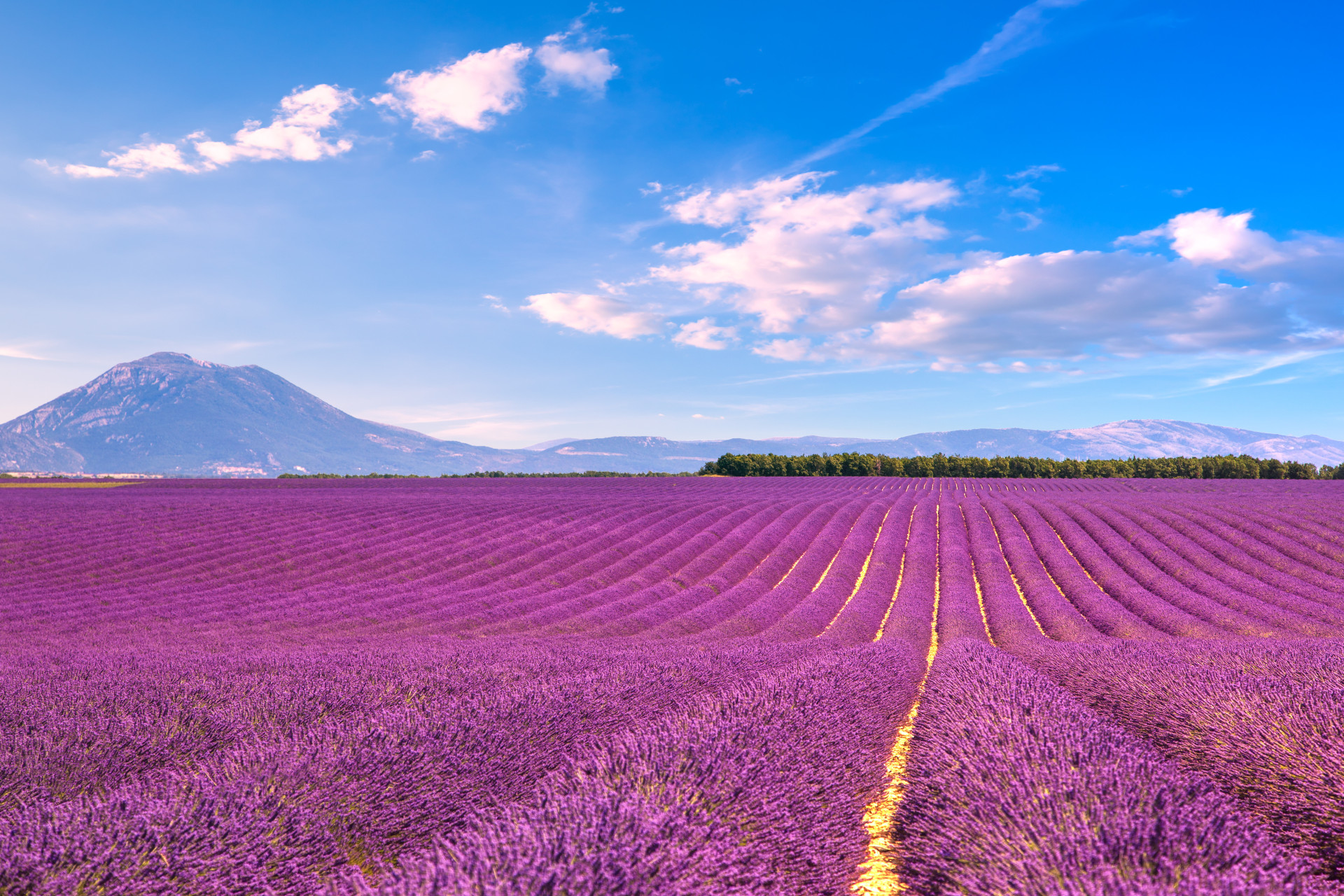 Medicinal flowers and plants you can grow in your garden