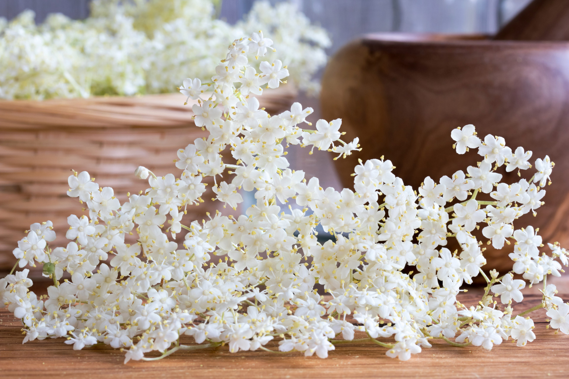 Flower power: medicinal flowers and plants you can grow in your garden!