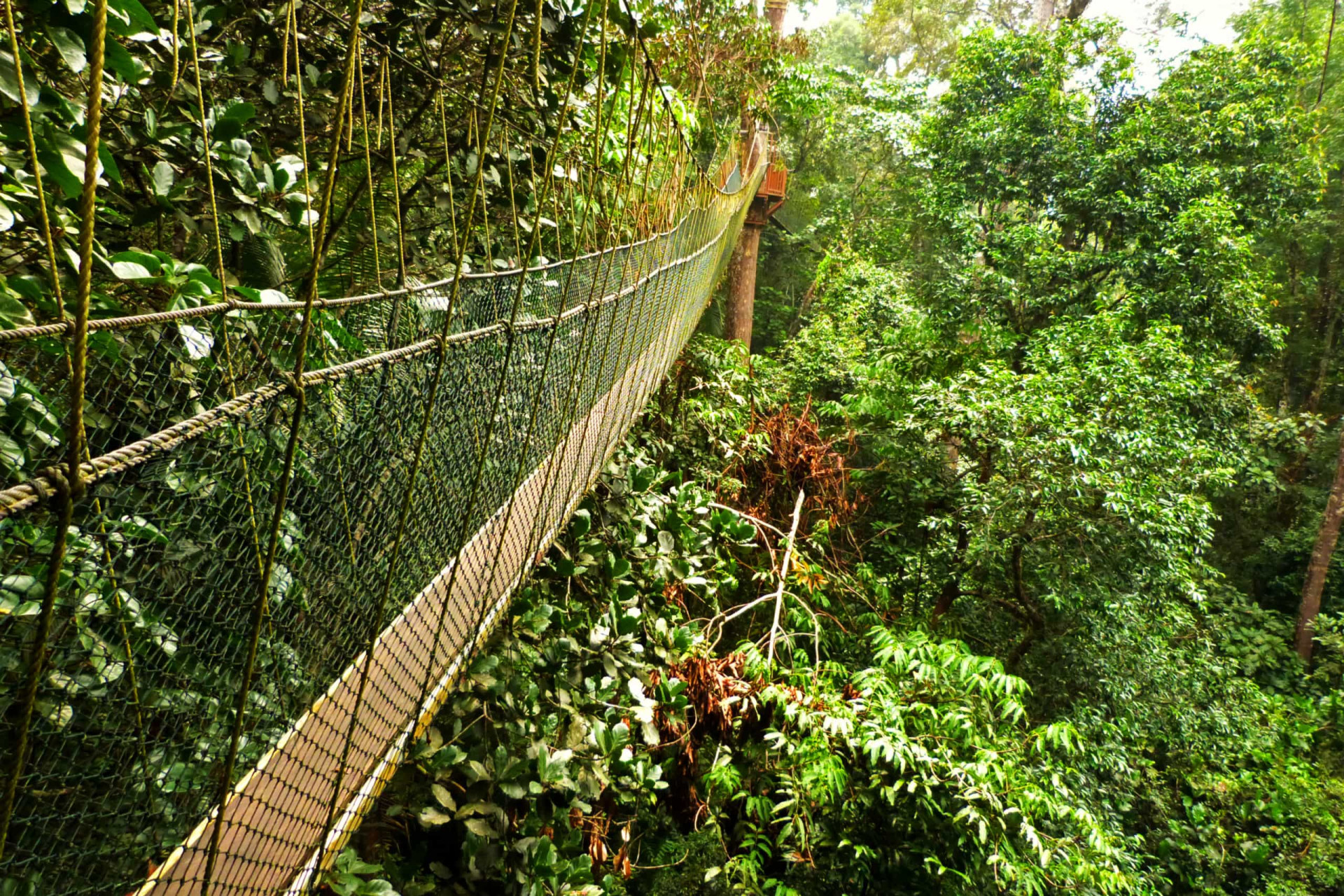 Step across the most amazing footbridges in the world