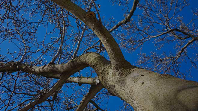 Jordan Trotter hosting tree giveaway event to replenish trees after Helene