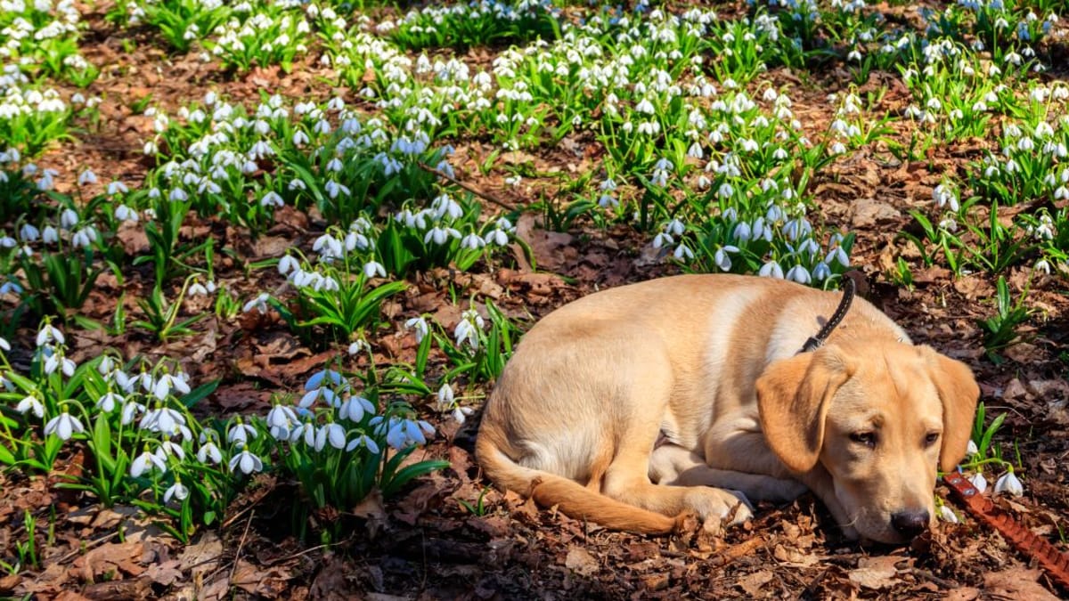 Ist das Schneeglöckchen giftig für Hunde?