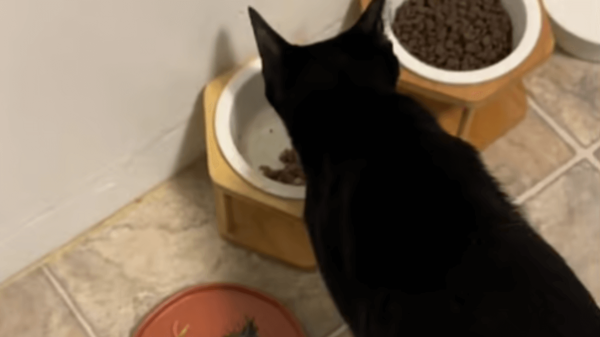 Watch: Cat refuses to eat unless owner serves him the strangest side ...