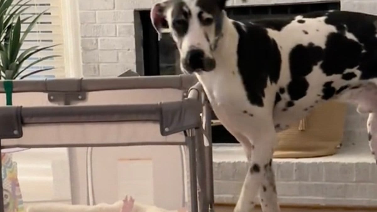 Perro XXL se acerca a la cuna: el bebé tiene un reflejo que coge a ...