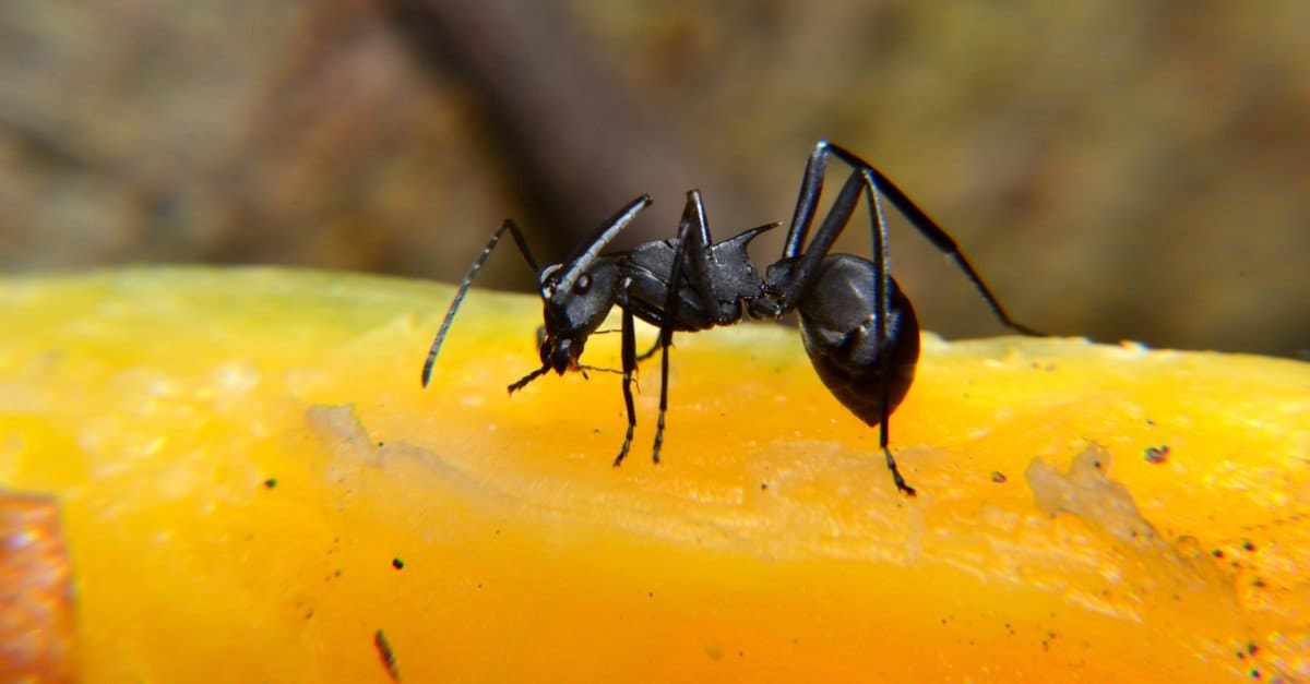 The 14 Smells That Ants Absolutely Hate