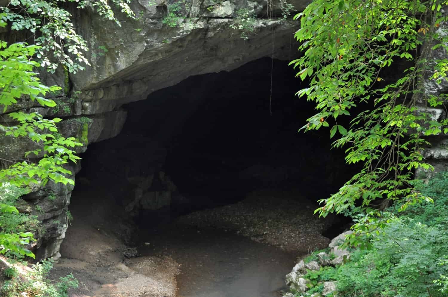 11 Types of Animals That Live in Caves