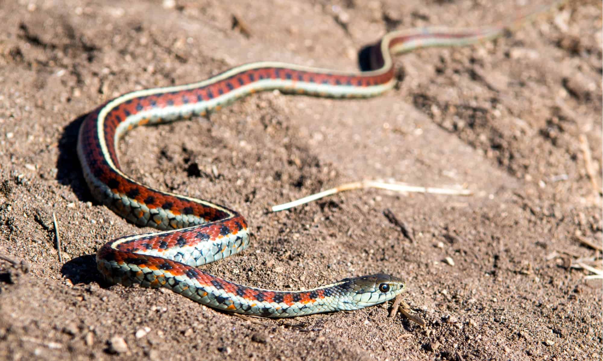 How to Distinguish a Harmless Garter Snake from a Venomous Copperhead