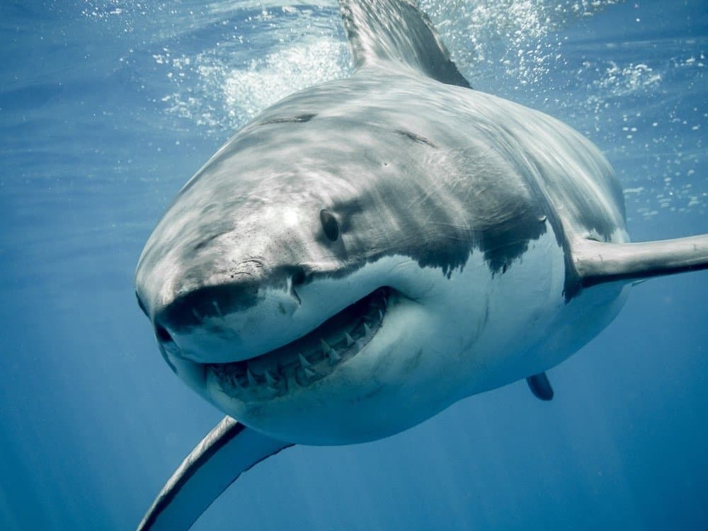What animal can defeat a great white shark?
