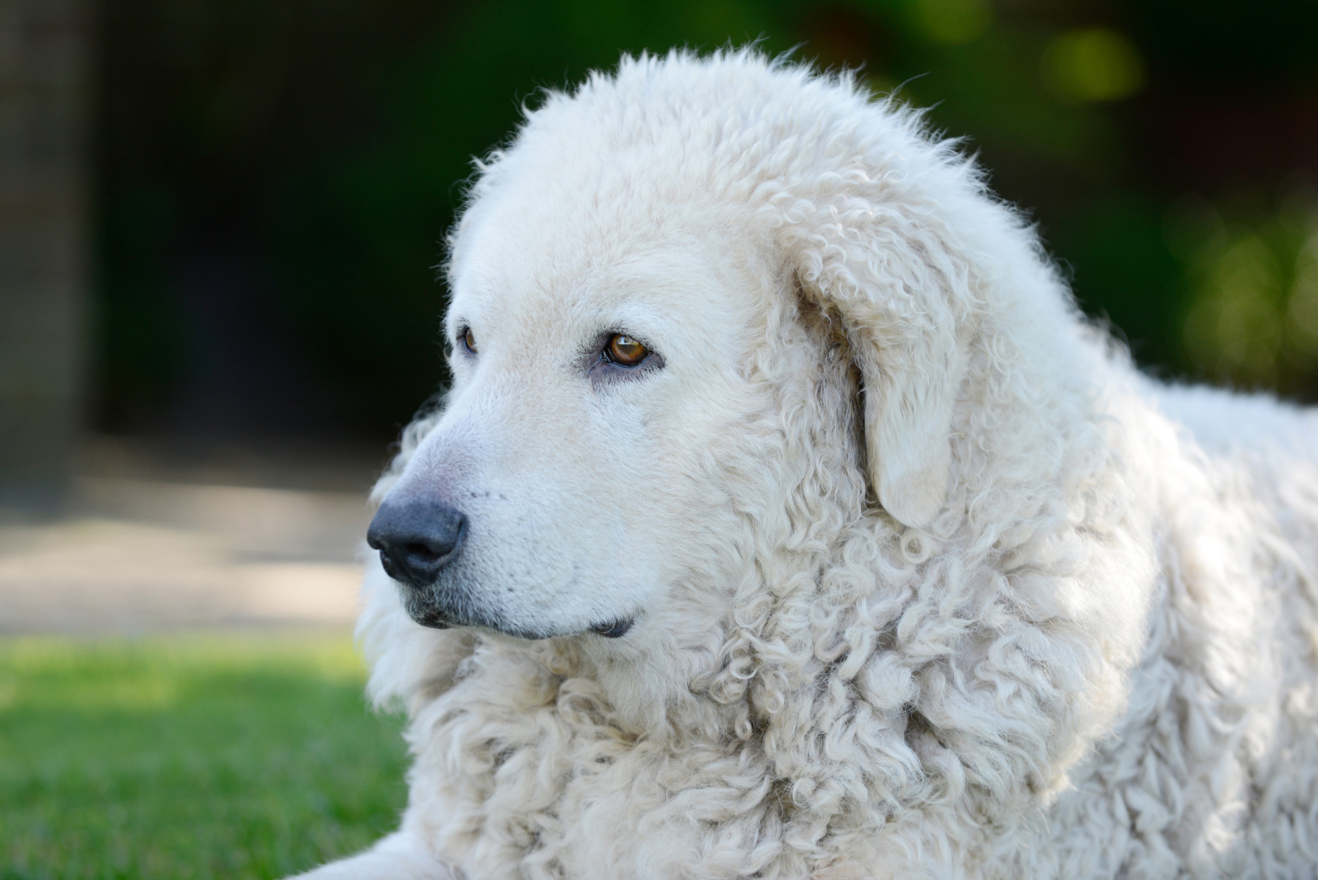 Se, hvilke hunderacer der er sværest at træne