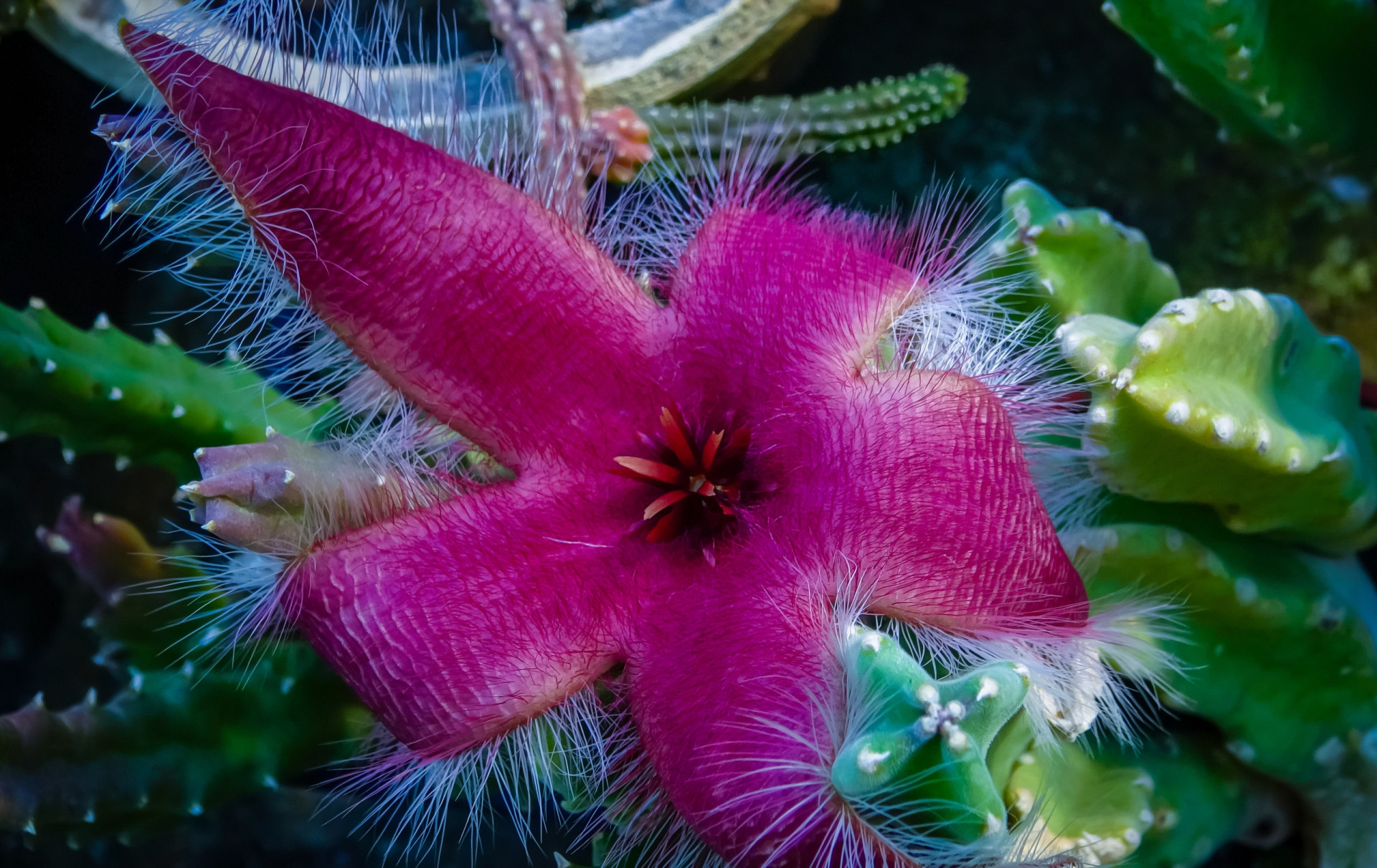 Verdens rareste blomster