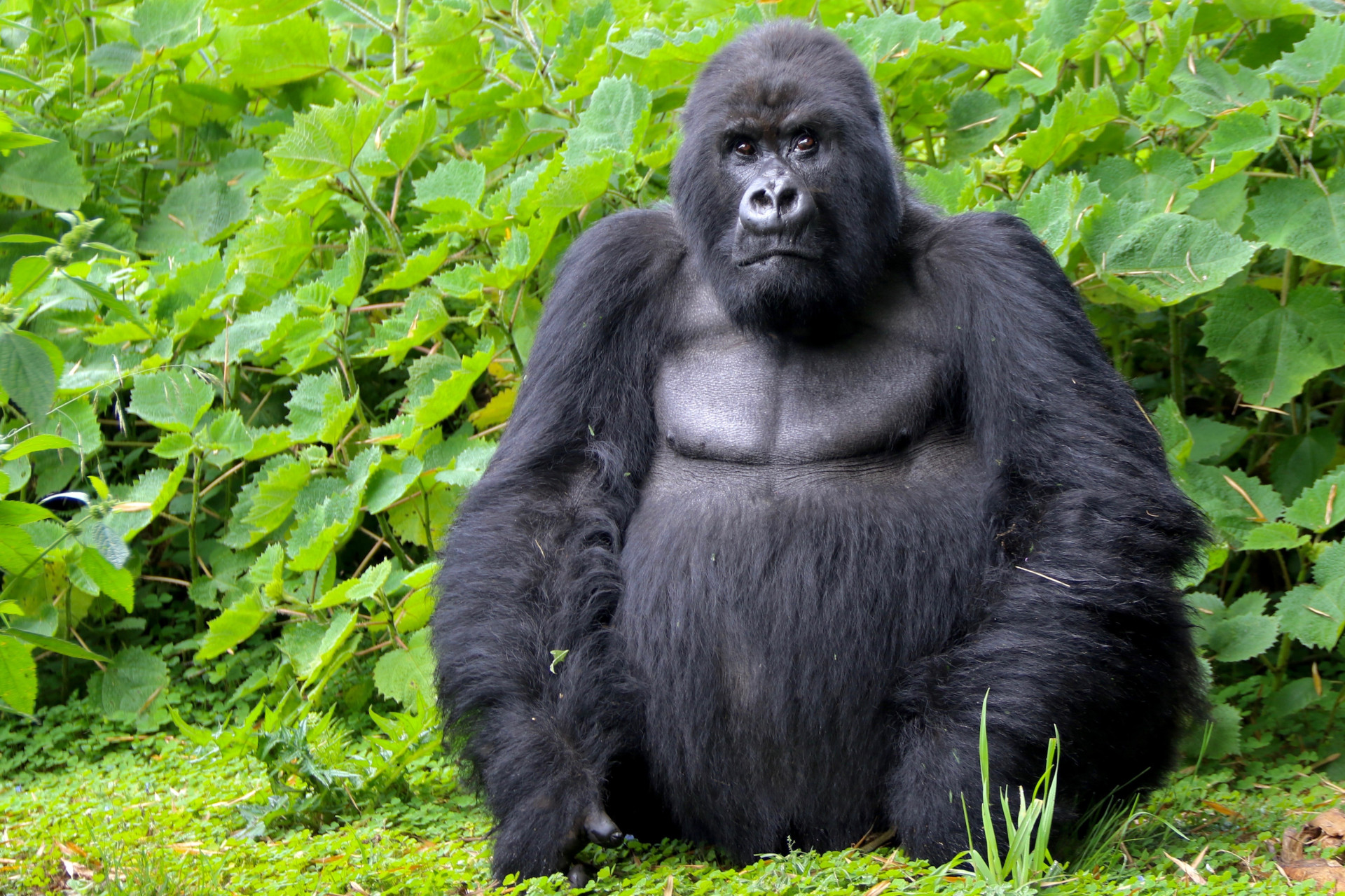 A look at the largest animals in the world