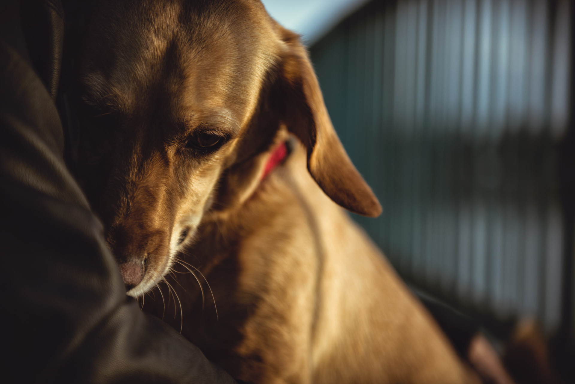 How these dog breeds can help you cope with depression