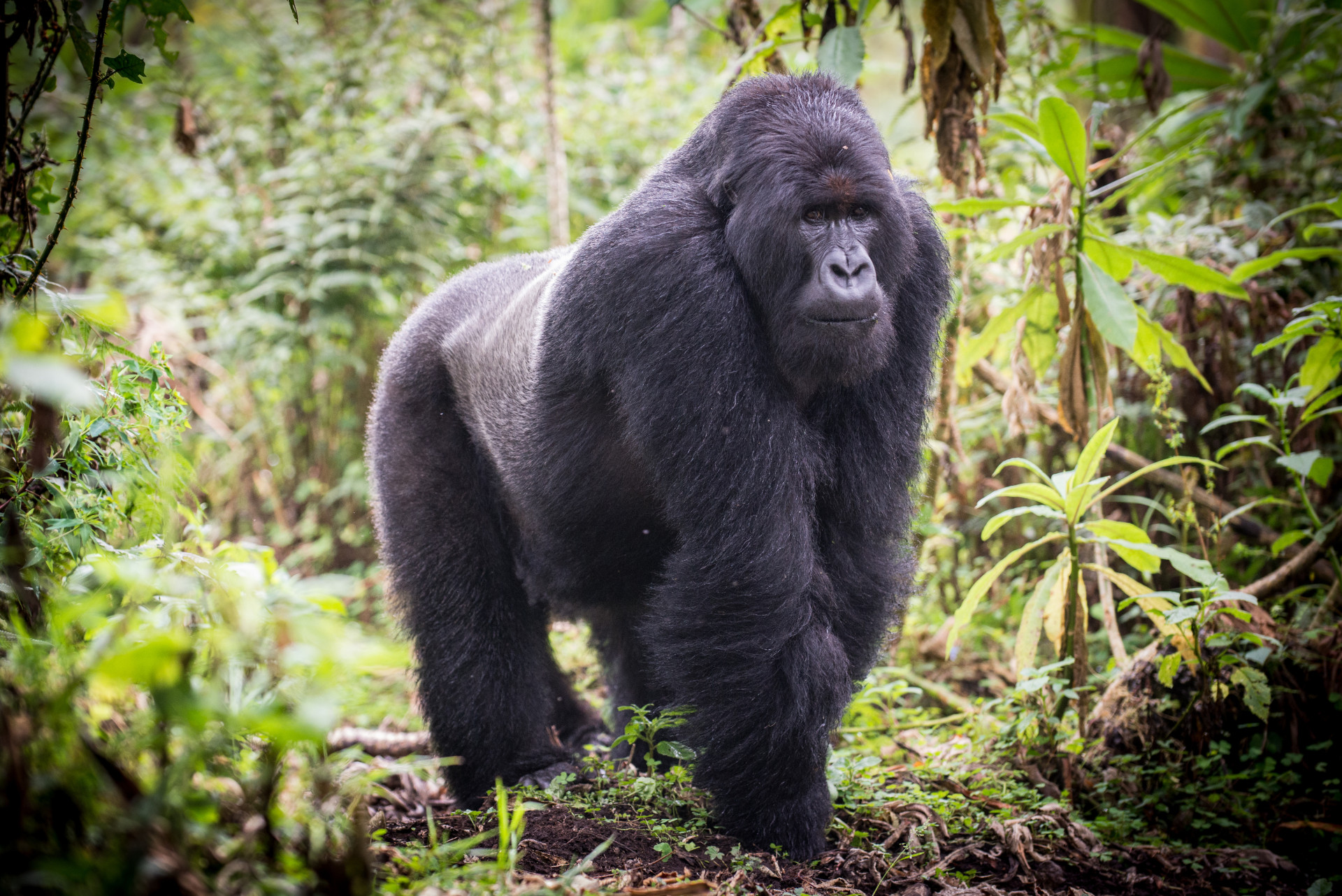 A look at the largest animals in the world