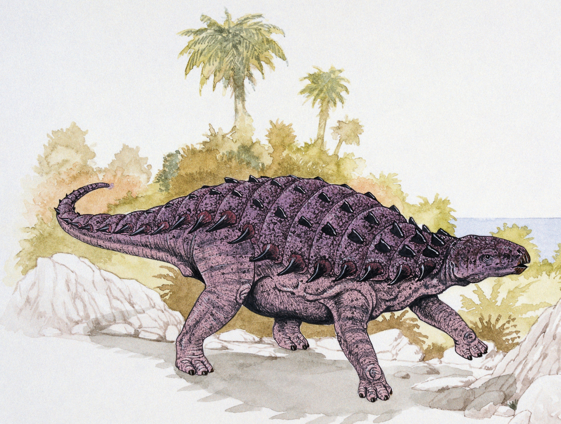 What exactly is insular dwarfism?