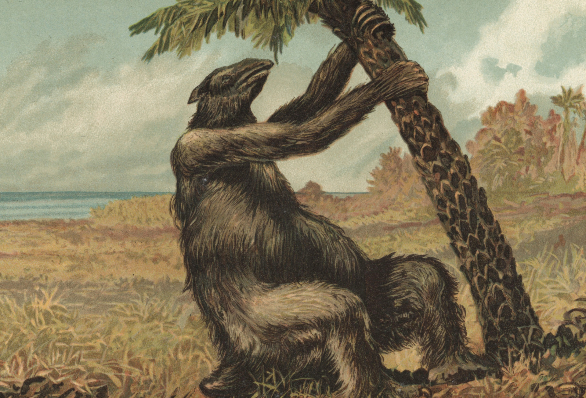 What exactly is insular dwarfism?