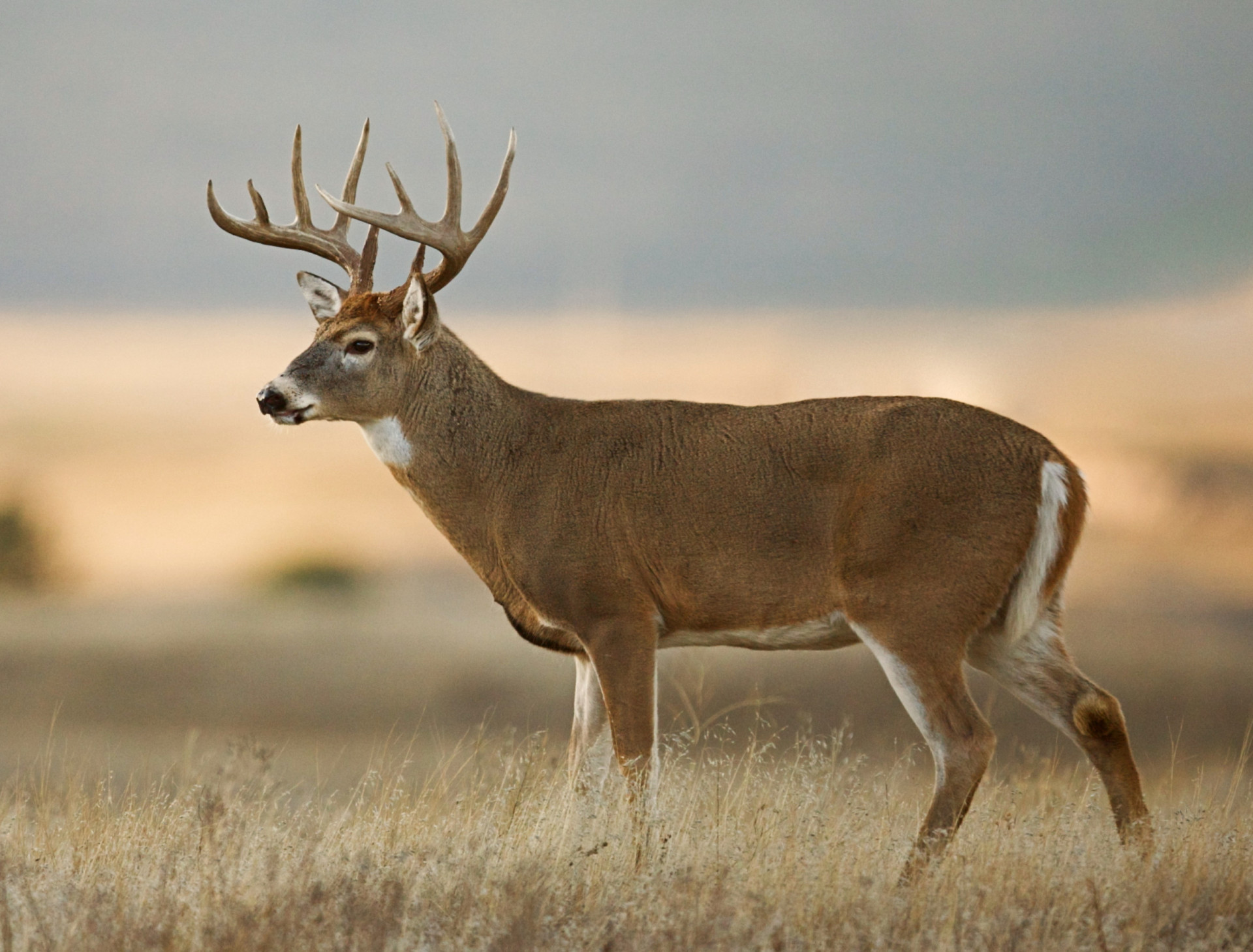 Utensils and eating etiquette around the world