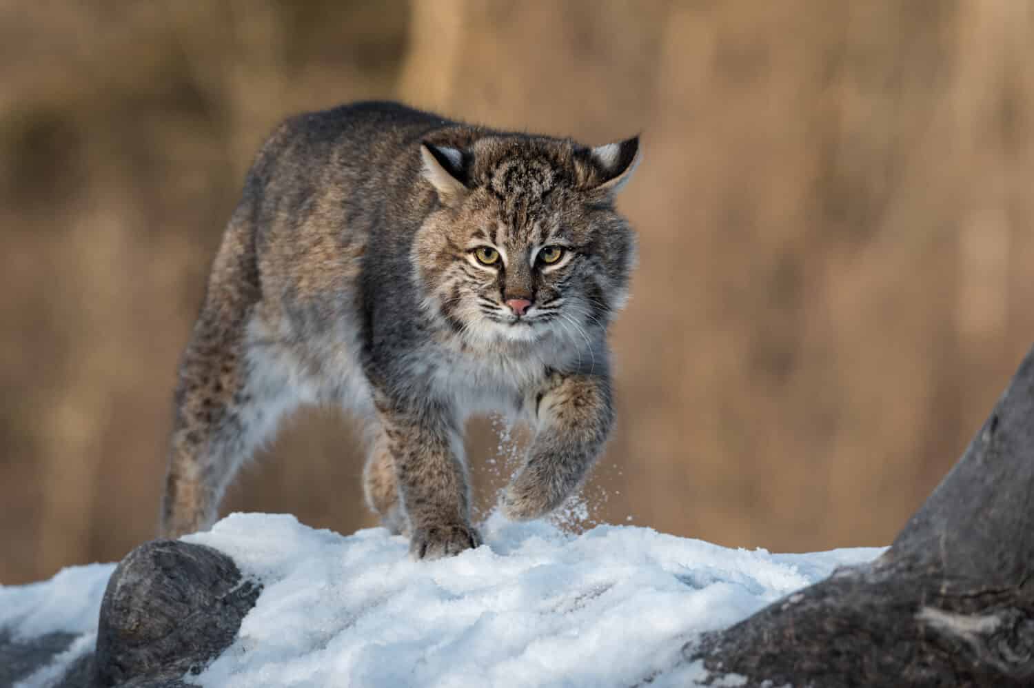 Meet the Most Abundant Wild Cat Species in America