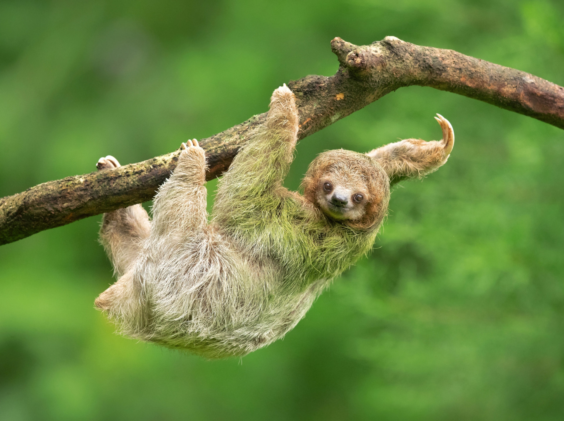 What exactly is insular dwarfism?