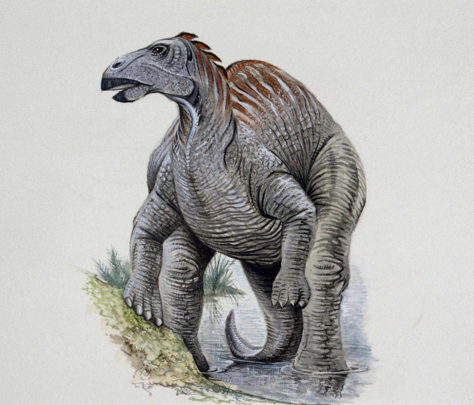 What exactly is insular dwarfism?