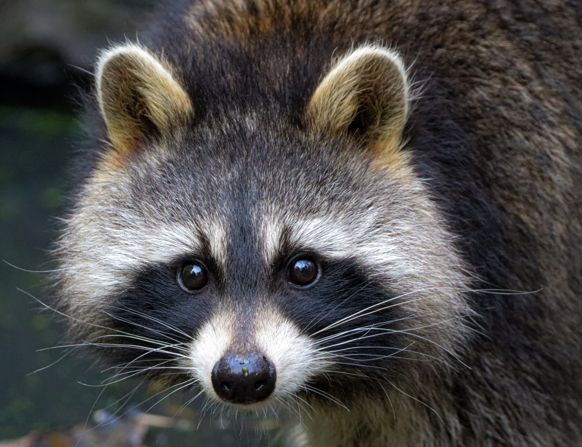 What exactly is insular dwarfism?