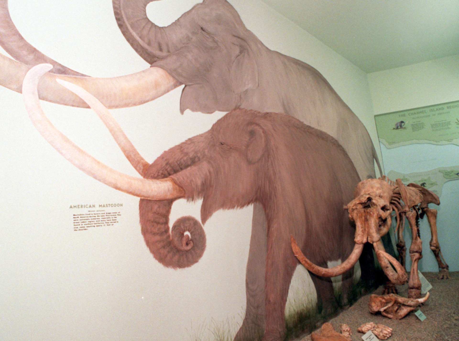 What exactly is insular dwarfism?