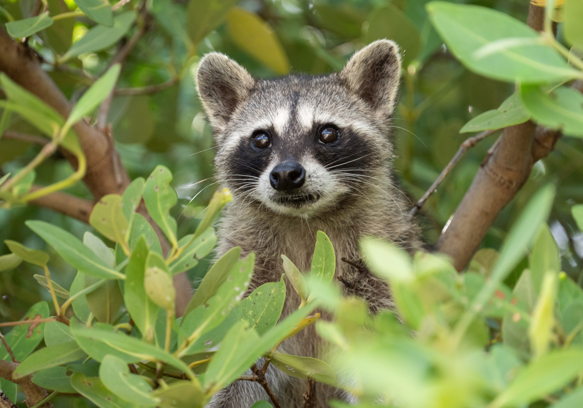 What exactly is insular dwarfism?