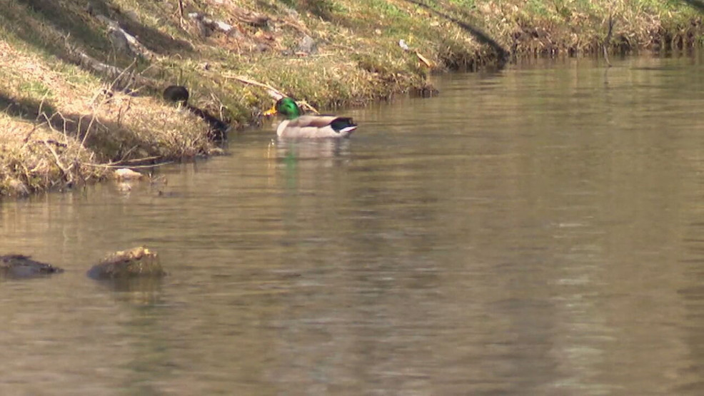 Dead bird at Asheville park receives "preliminarily positive" bird flu ...