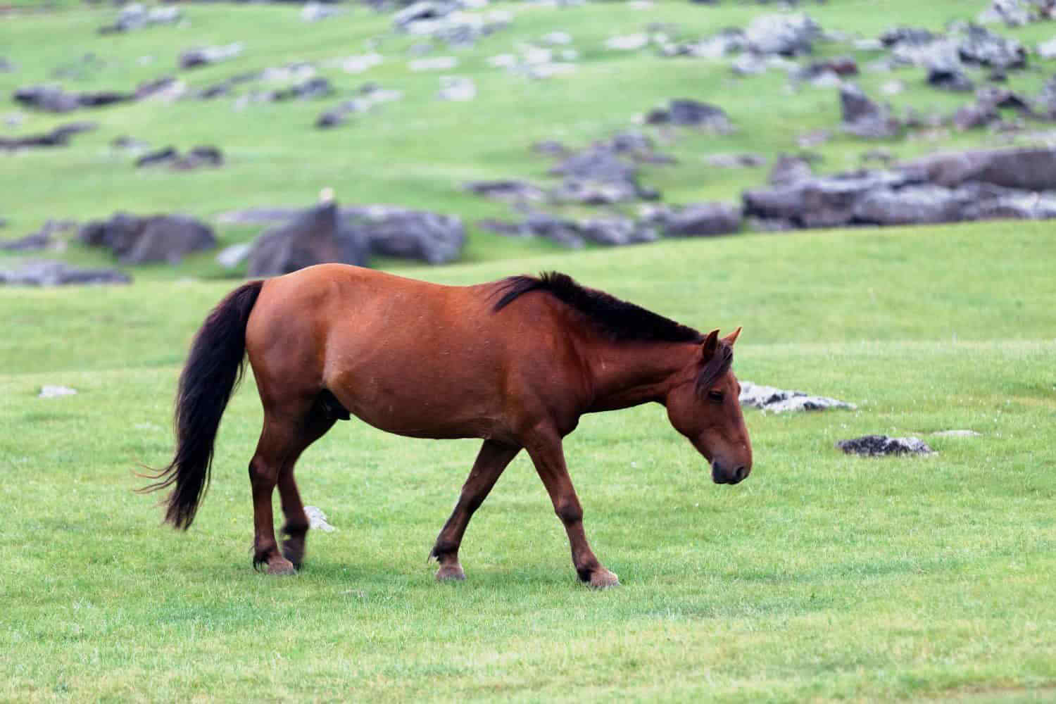 The Most Affordable Way to Own a Horse The Most Affordable Way to Own a Horse