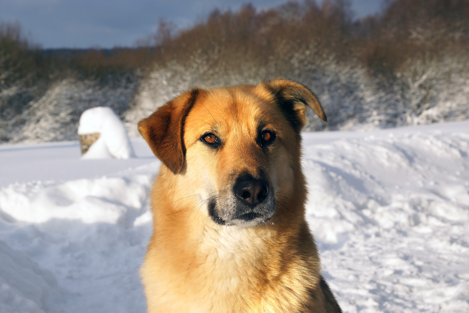 Have you ever heard of these dog breeds?