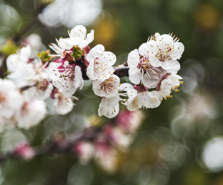 How to grow almond trees in pots – and transform small spaces with this ...