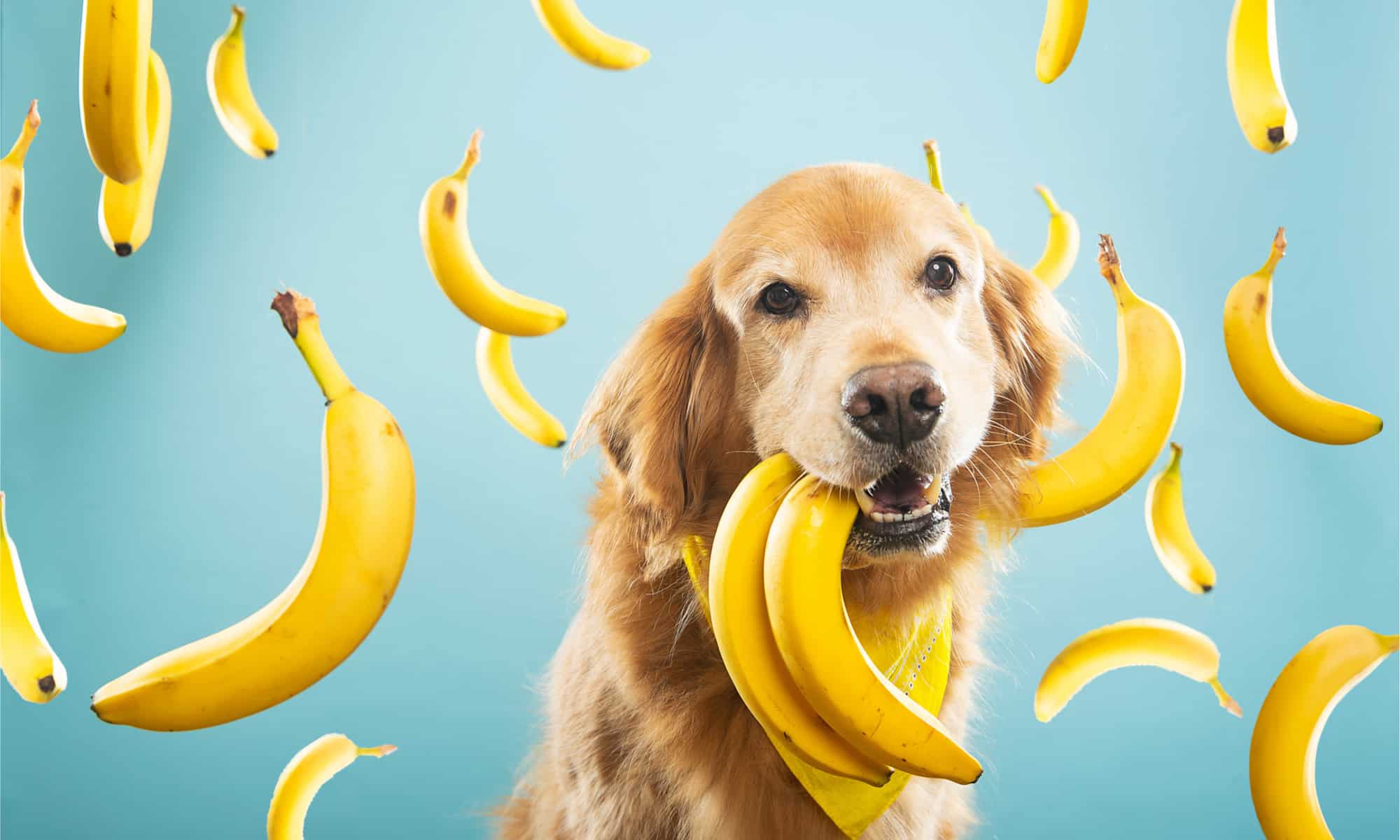 13 Human Foods That Are Good for Your Dog