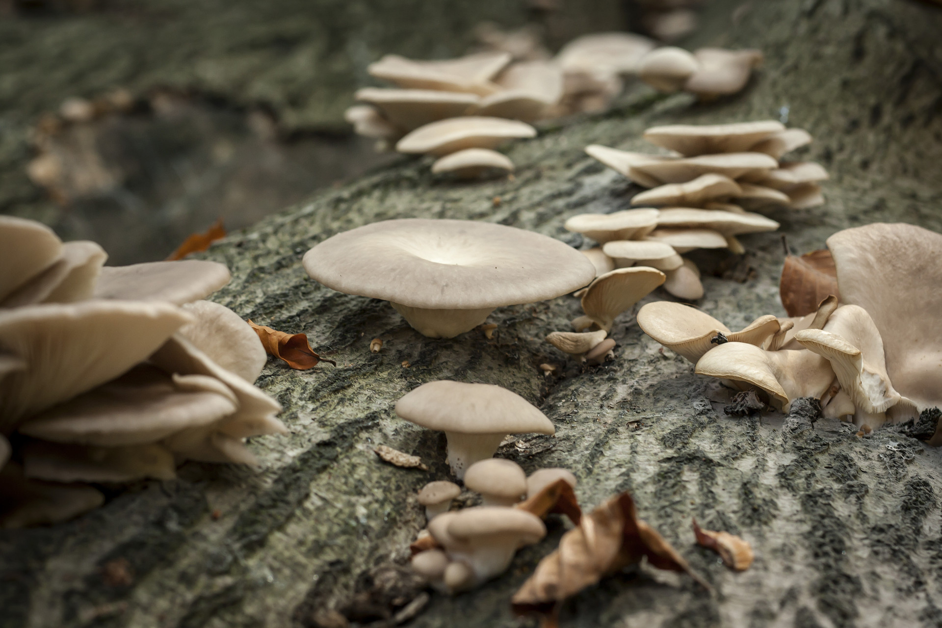 The craziest alternative burial methods