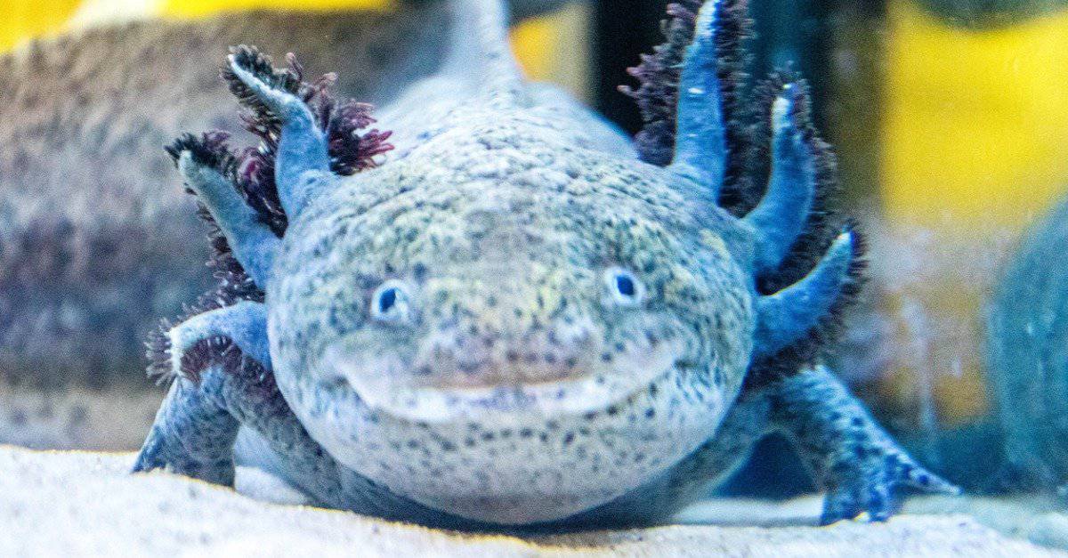 These Strange Animals Almost Look Too Weird to Be Real