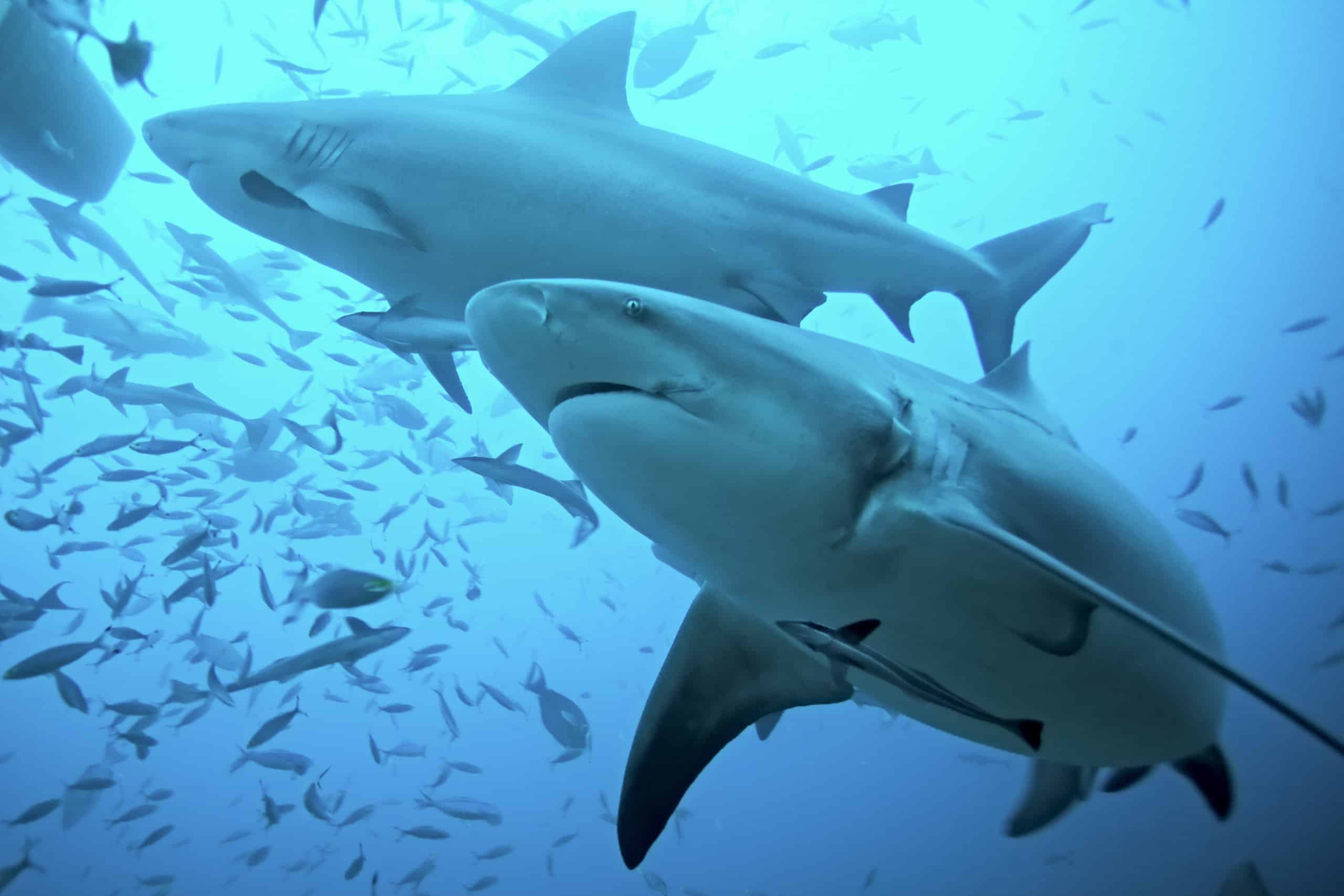 The Mightiest Sharks Dominating the World’s Oceans