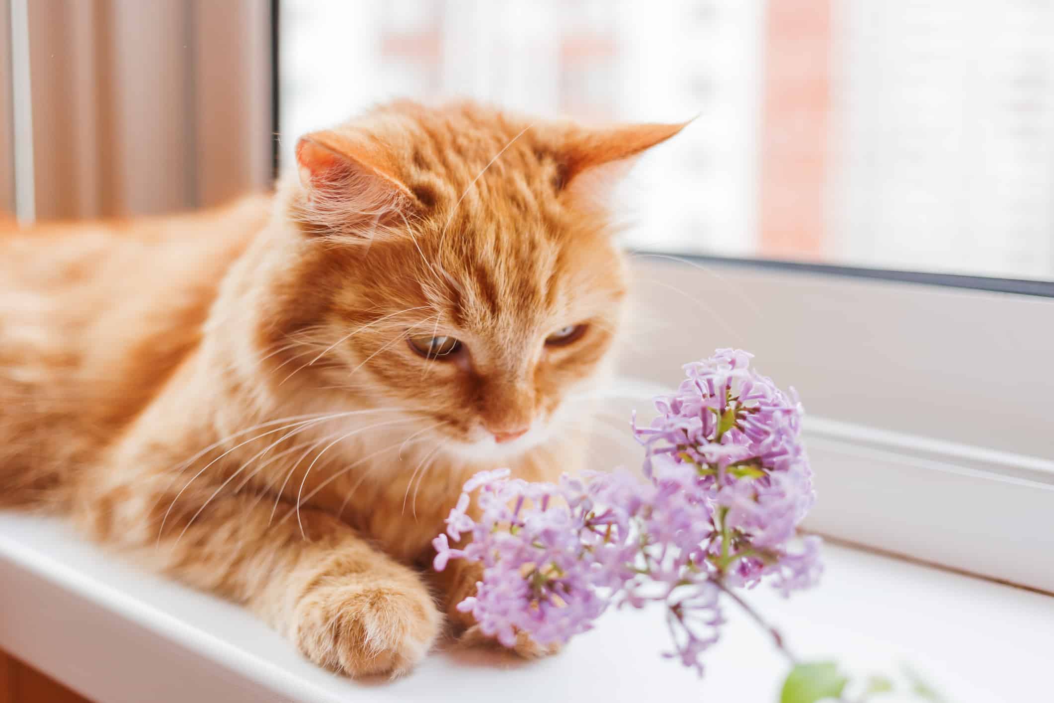 8 Smells That Cats Absolutely Hate