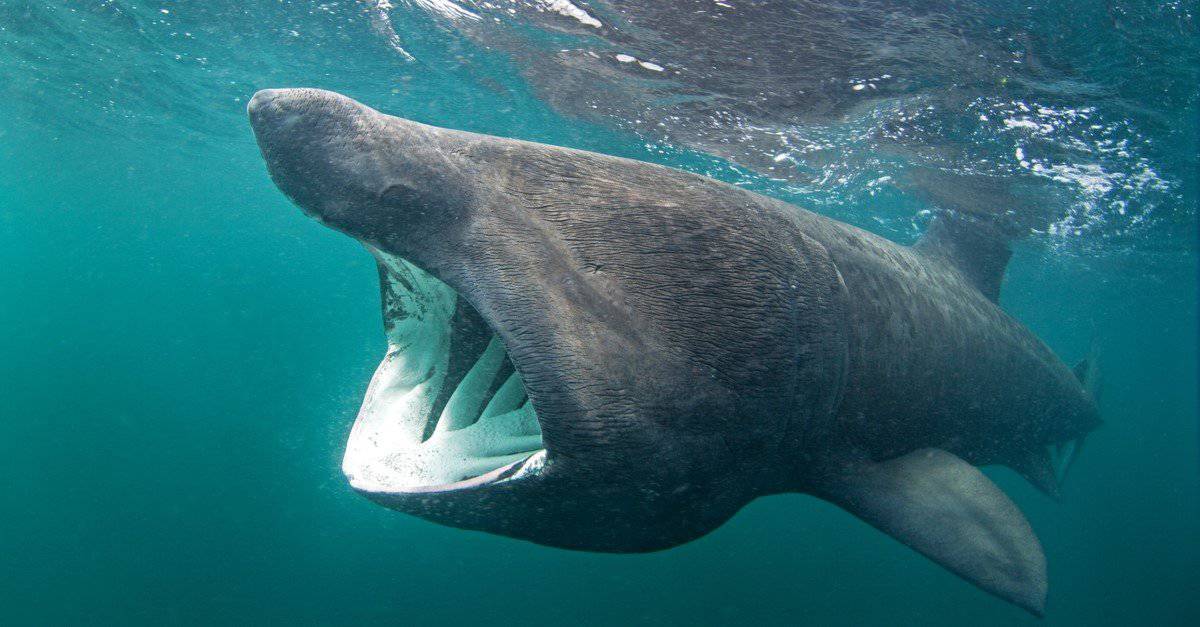 8 Sharks That Lurk in New York Waters
