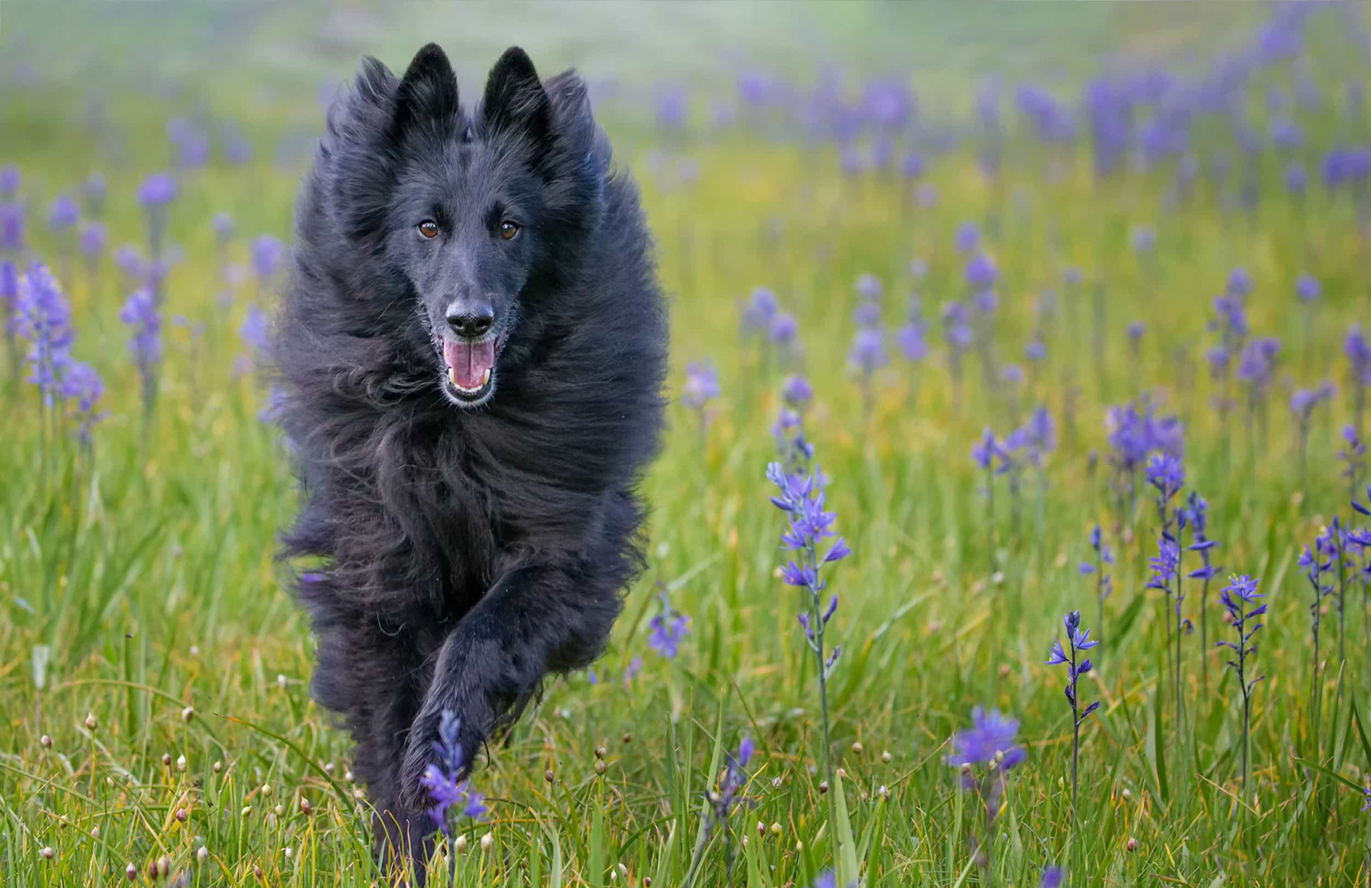 These breeds make the best family dogs