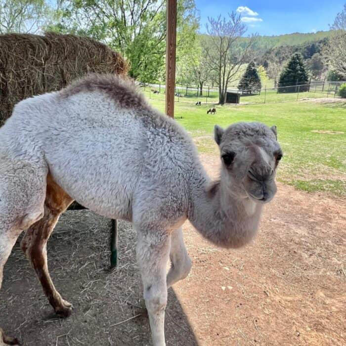 Hidden Gems and Unique Things to Do in Lexington VA