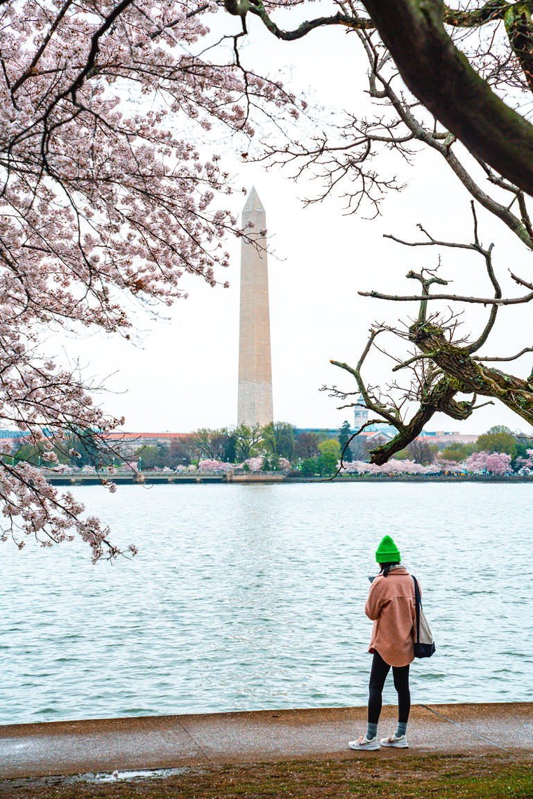 DC Cherry Blossom Camera: Capture Magical Blooms Live!