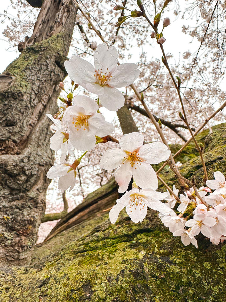 DC Cherry Blossom Camera: Capture Magical Blooms Live!