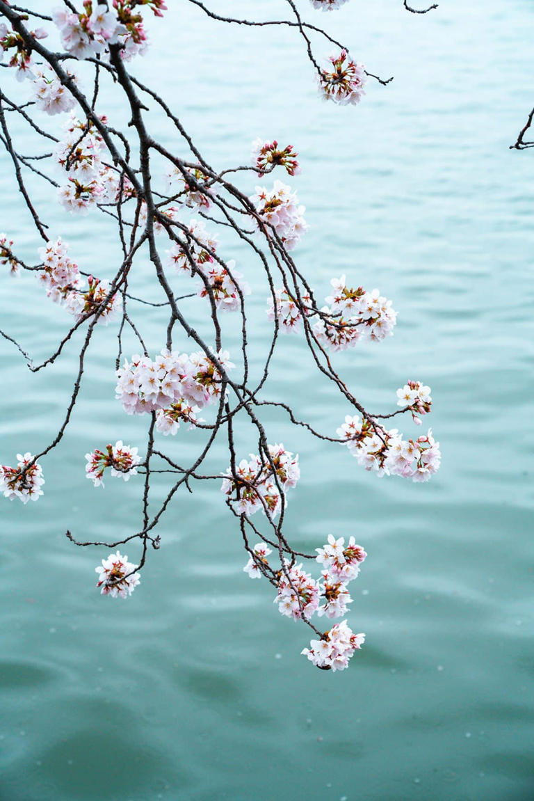 How to Plan a DC Trip During Cherry Blossoms Peak Bloom