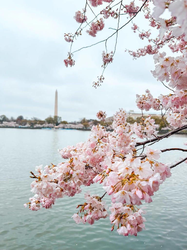 Your Guide to Stunning 2025 Washington DC Cherry Blossoms